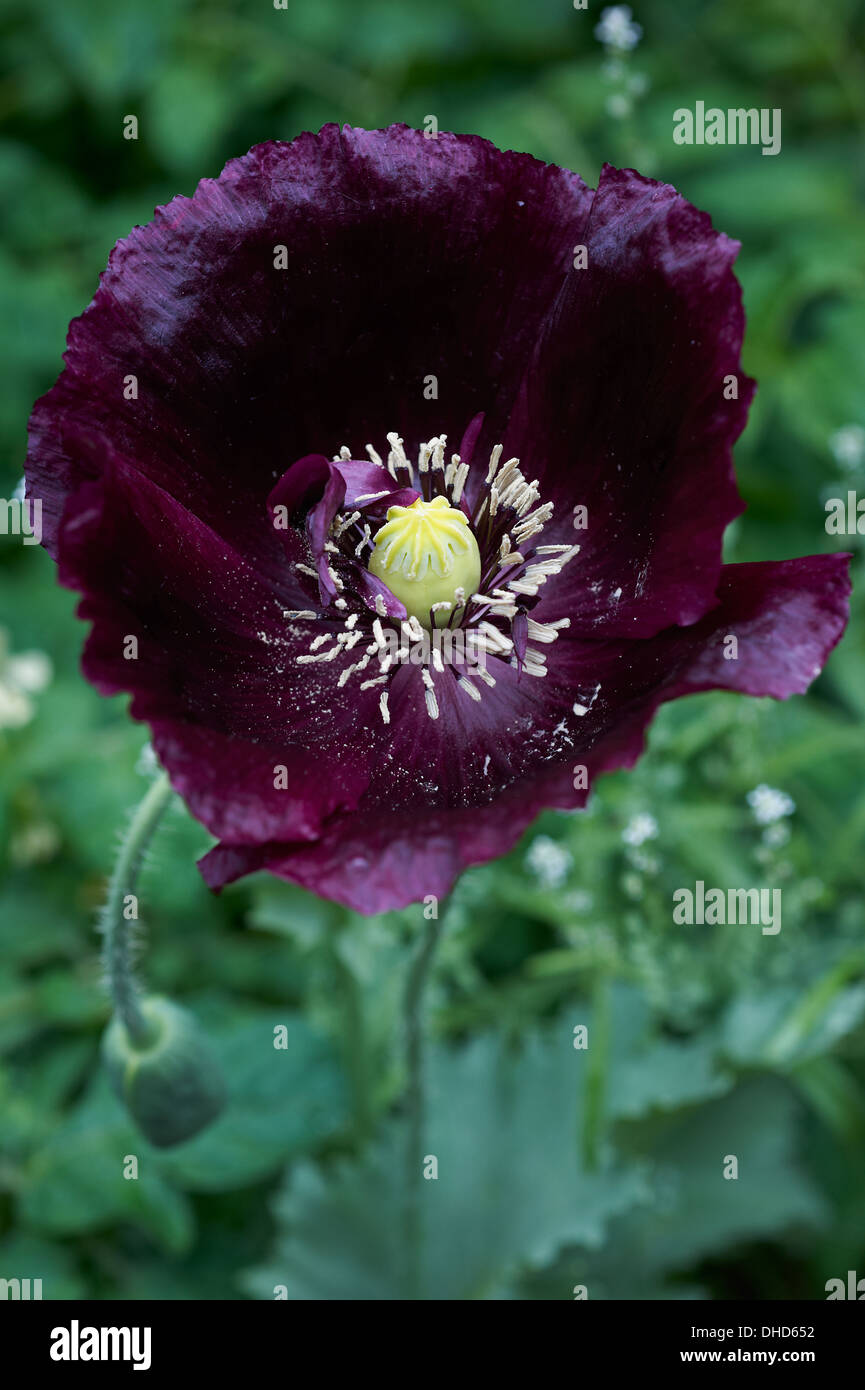 Black Poppy covered rain drops Stock Photo - Alamy