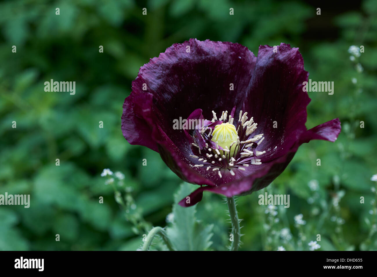 Black Poppy covered rain drops Stock Photo - Alamy