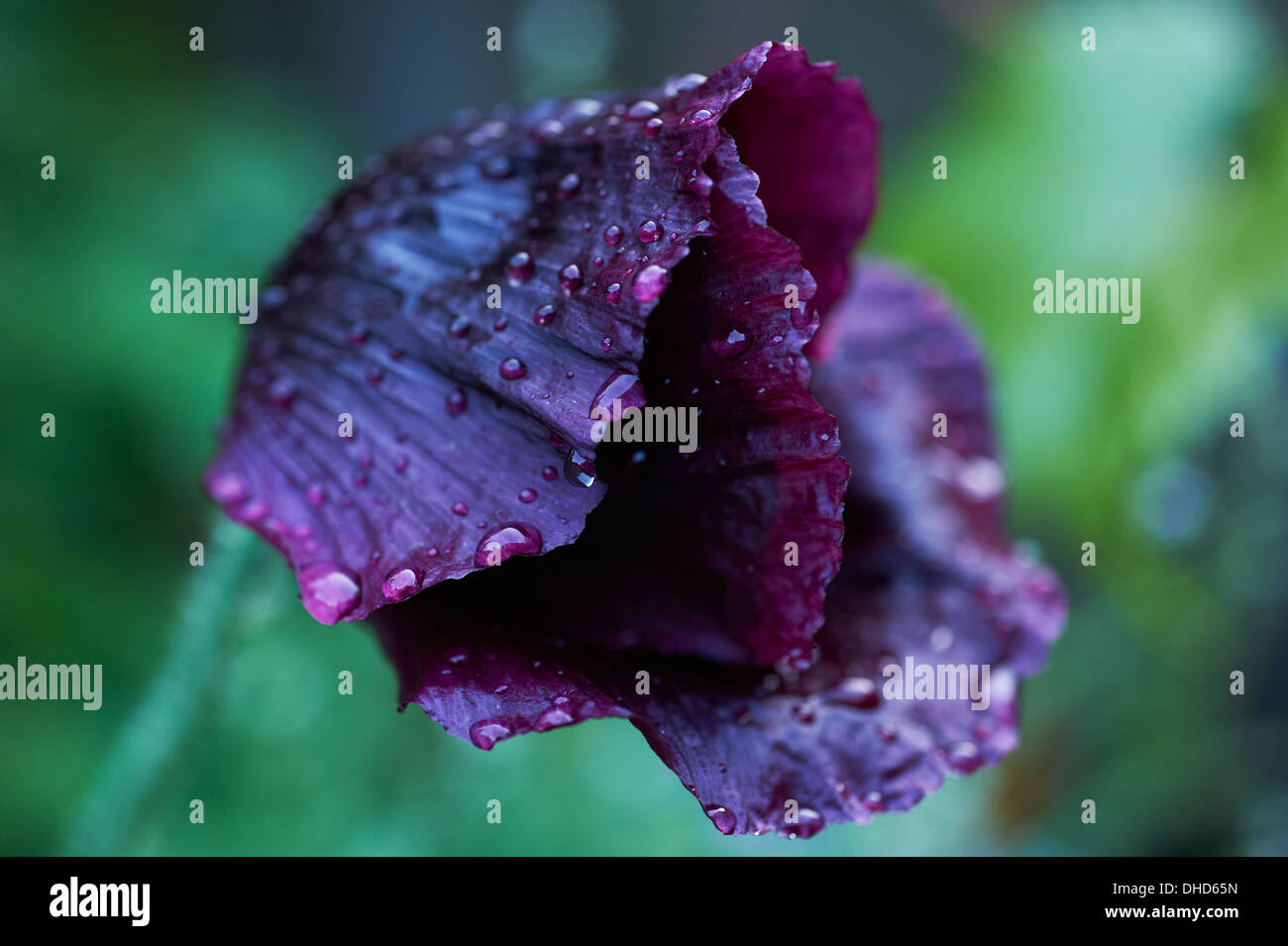 Black Poppy covered rain drops Stock Photo - Alamy