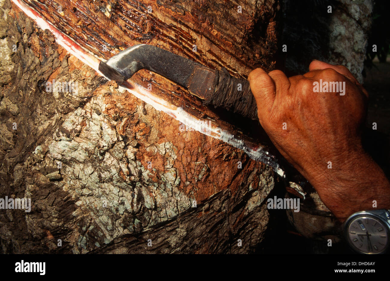 extraction of rubber, rubber tree, belterra village, santarem, state of ...