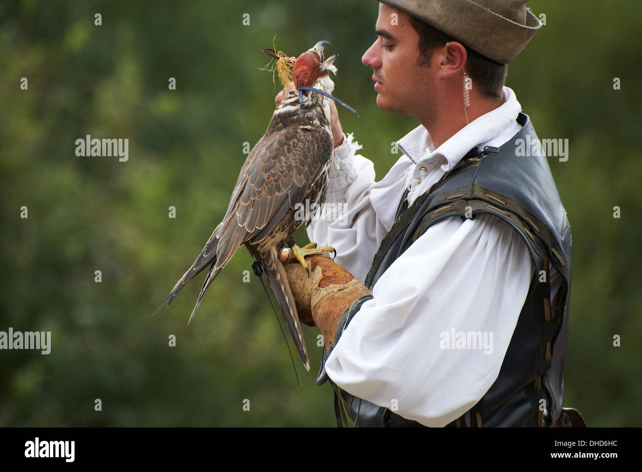 A Man in traditional falconers costume holding a bird of prey at Puy Du ...