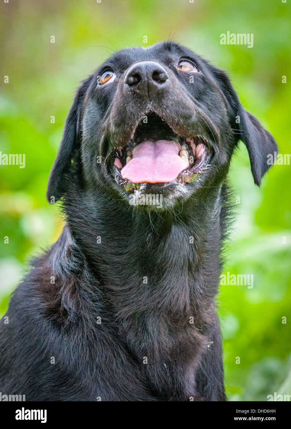 Labrador gun dog hi-res stock photography and images - Alamy