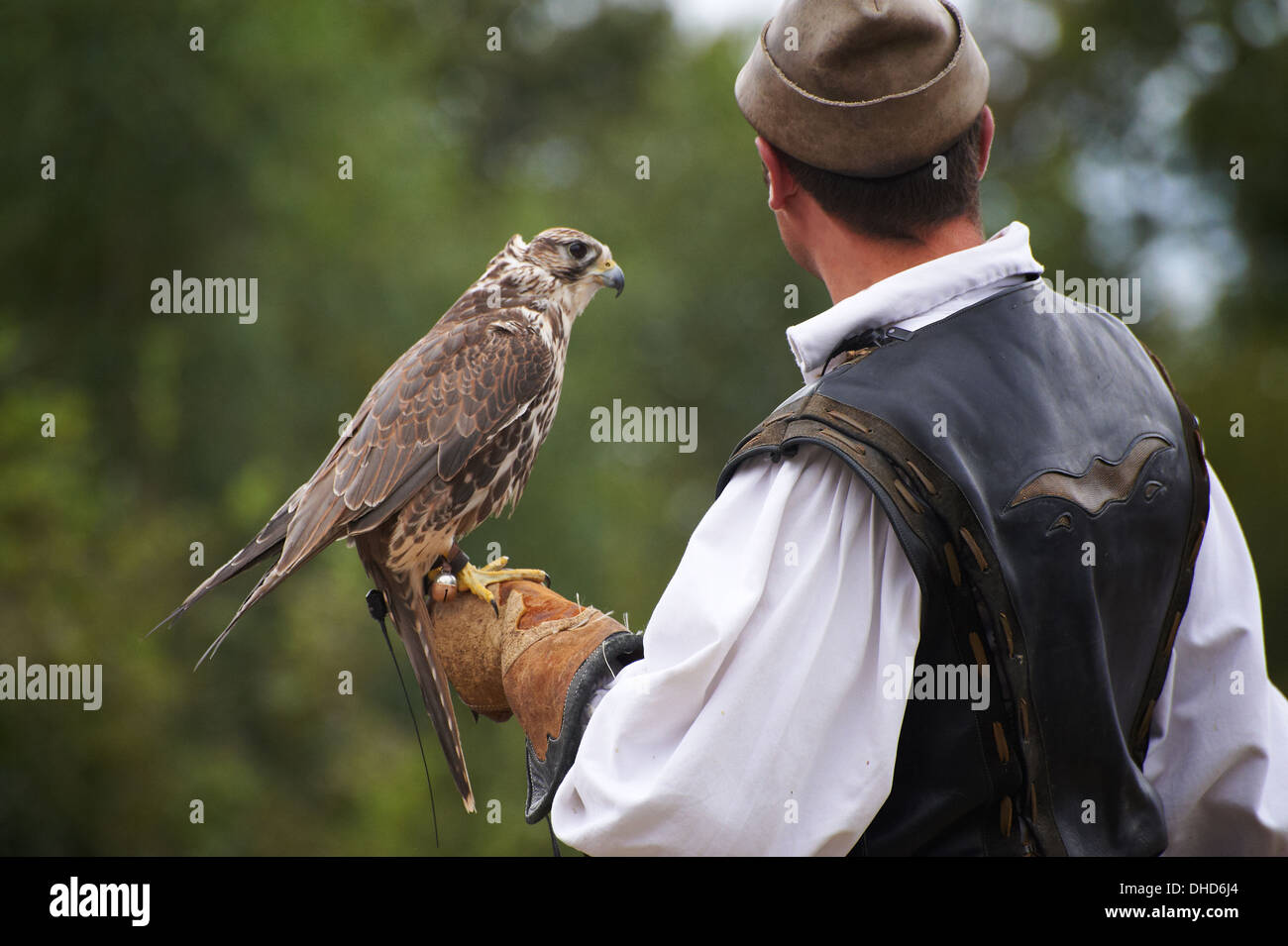 A Man in traditional falconers costume holding a bird of prey at Puy Du ...