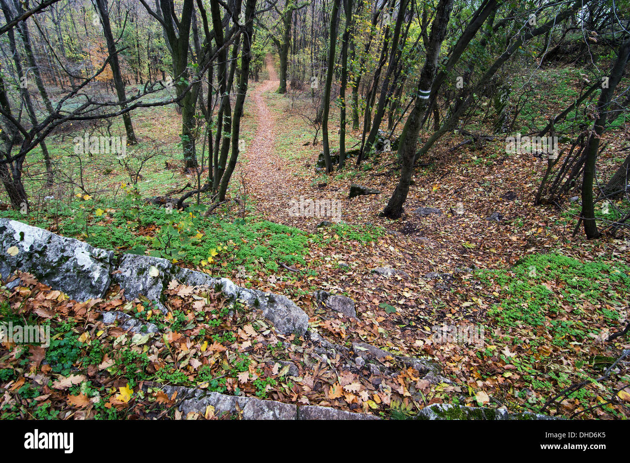 Deciduous forest with hiking trail in the autumn Stock Photo - Alamy