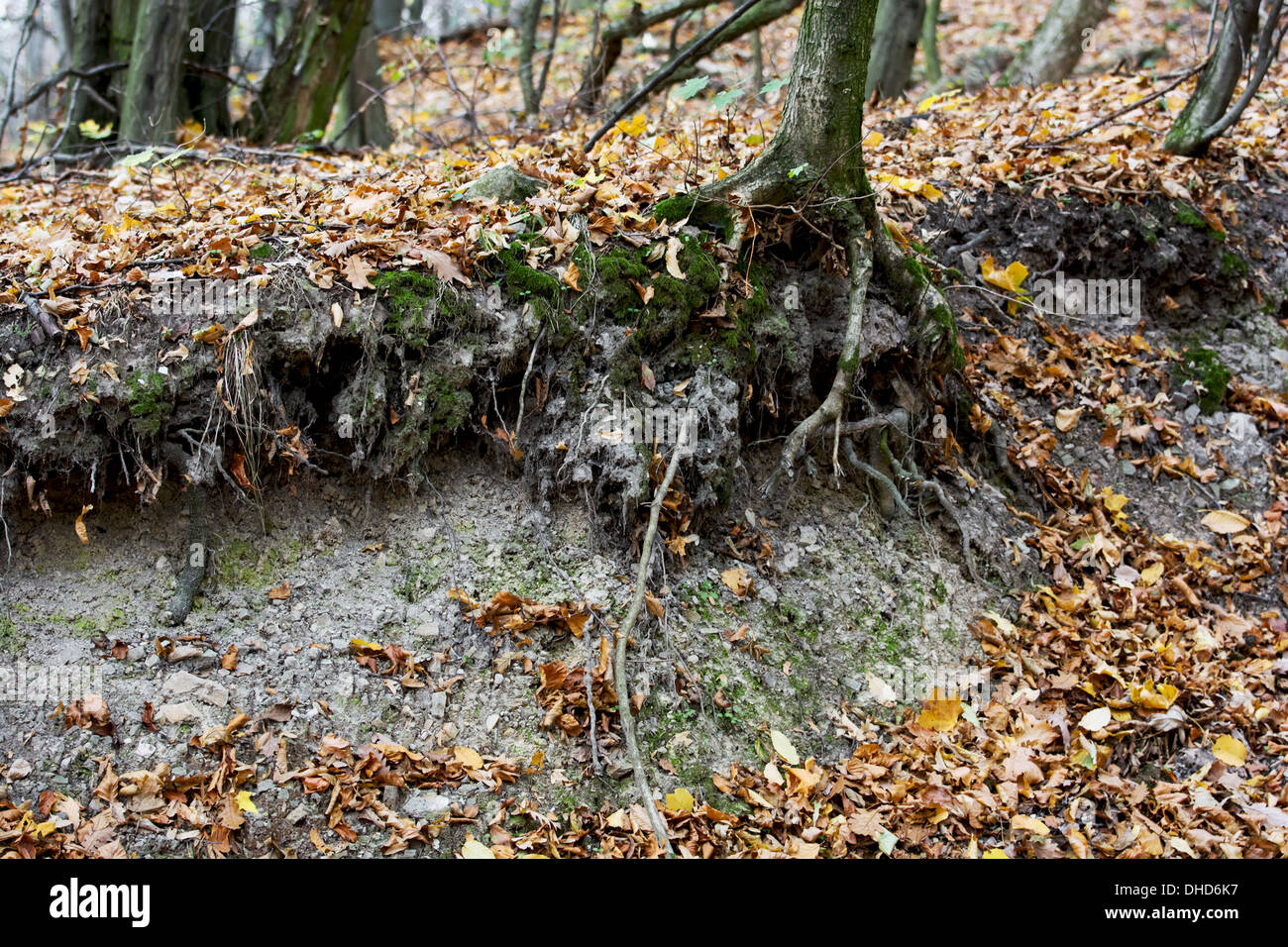 Exposed tree roots. Soil erosion Stock Photo - Alamy