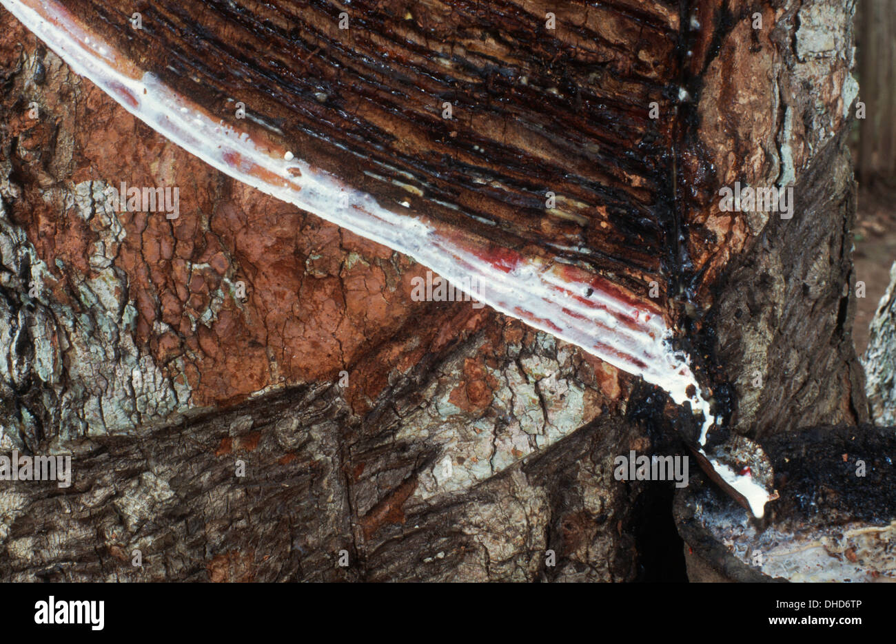 extraction of rubber, rubber tree, belterra village, santarem, state of ...