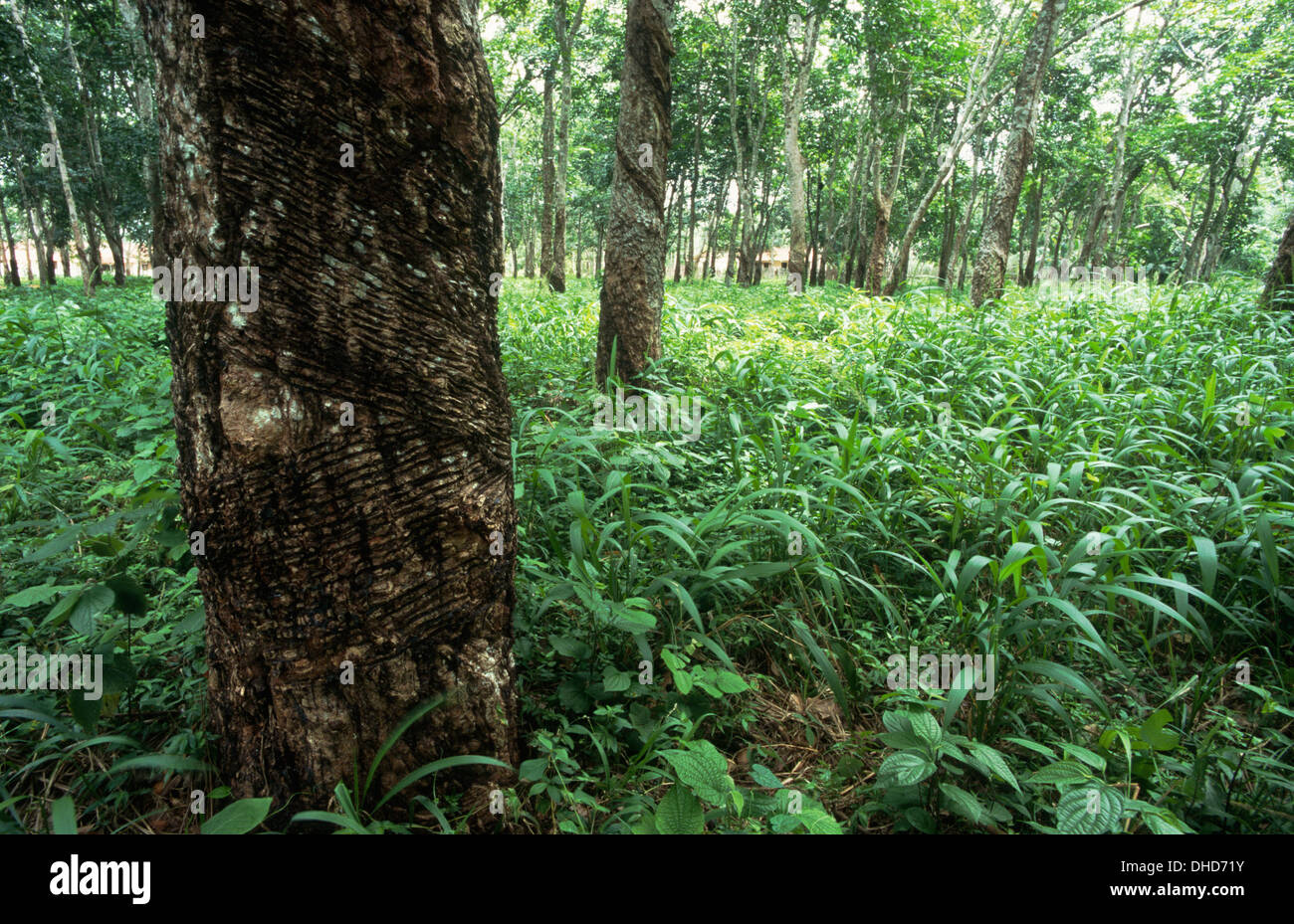 rubber tree forest, belterra village, santarem, state of para, amazon ...