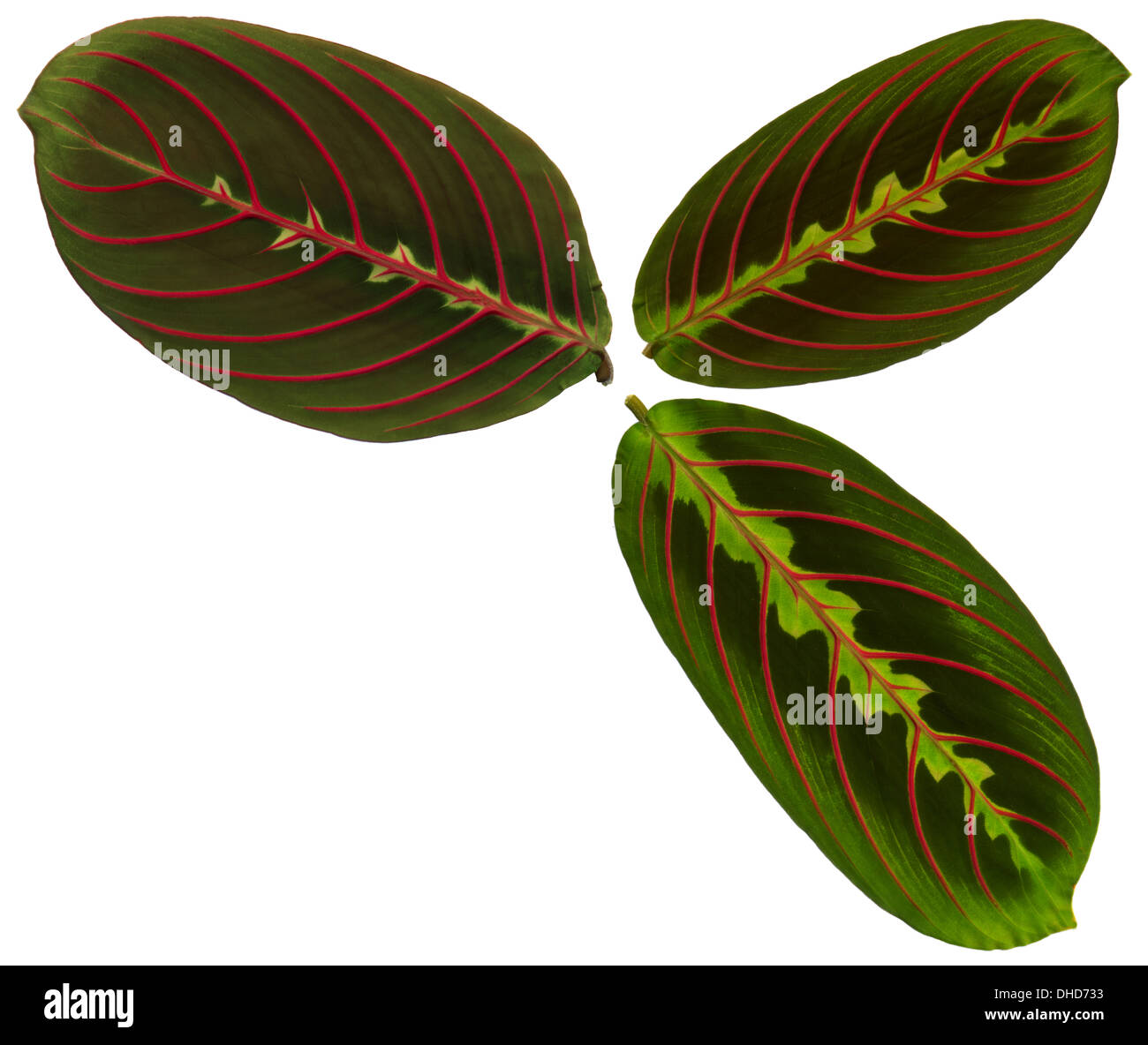Maranta Stock Photos & Maranta Stock Images - Alamy
