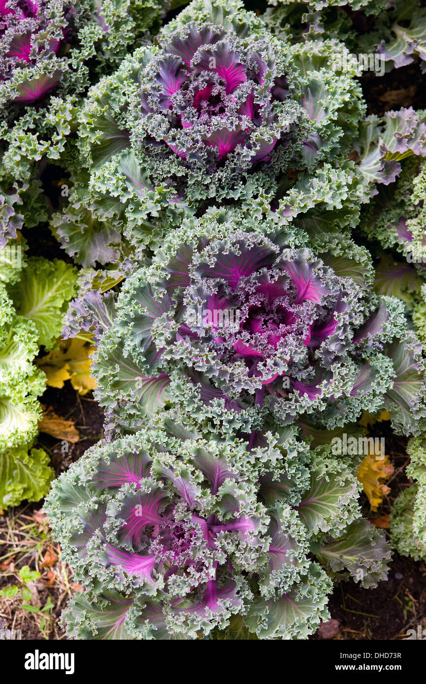 Decorative coloured cabbage Stock Photo - Alamy