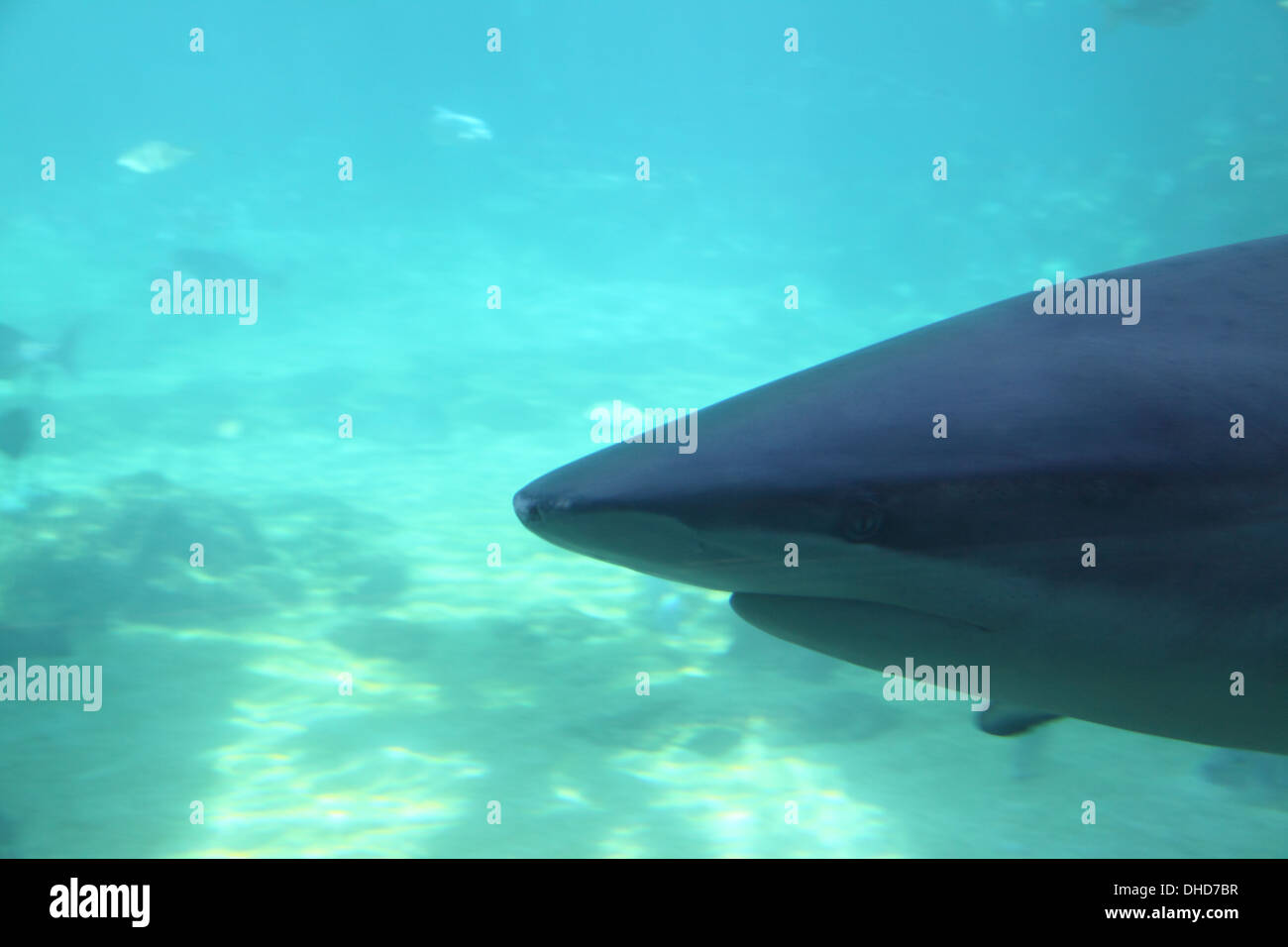 Great White Shark (Carcharodon Carcharias Stock Photo - Alamy
