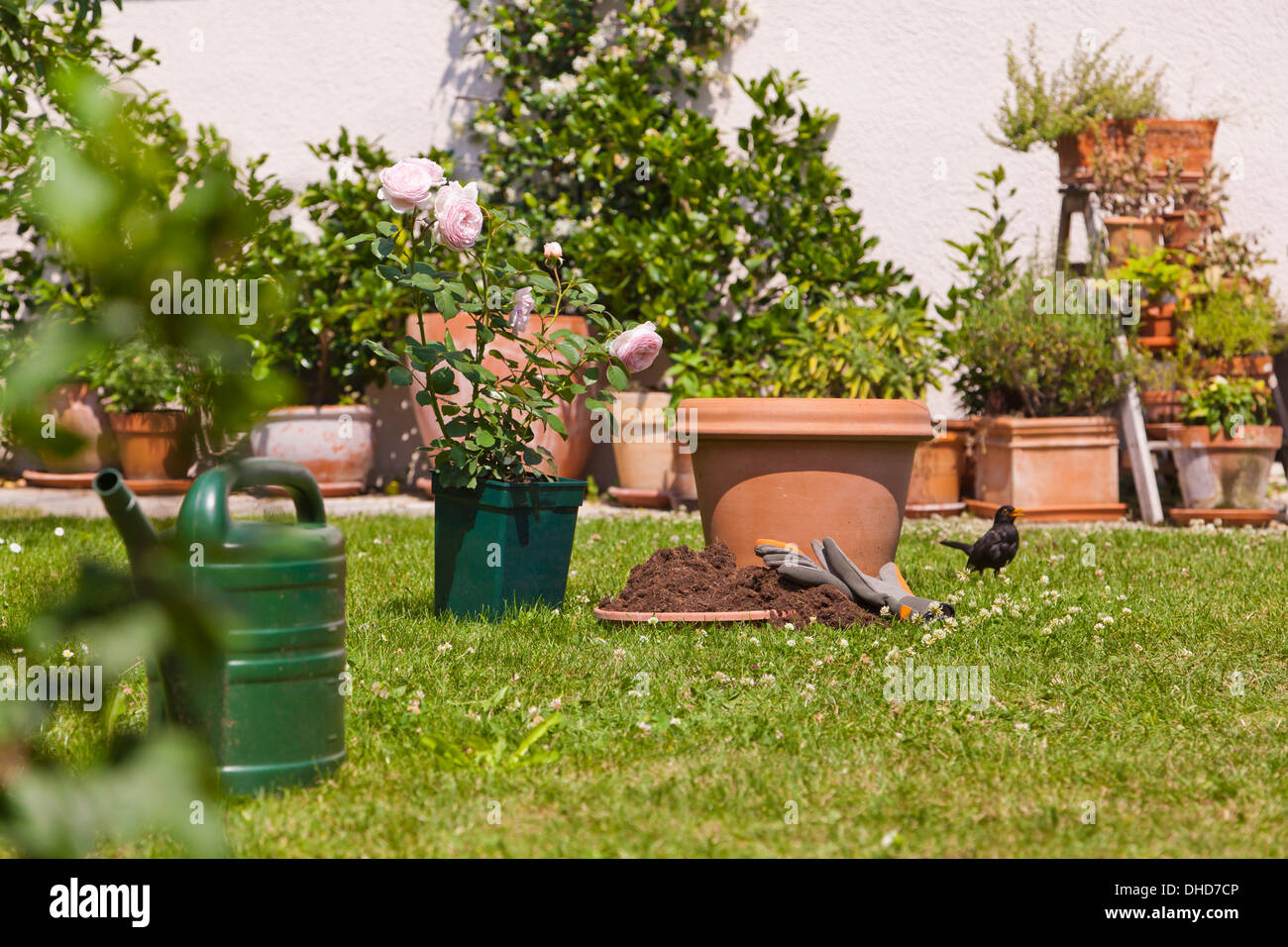 Germany, Stuttgart, Flower pots and English rose on lawn in garden ...