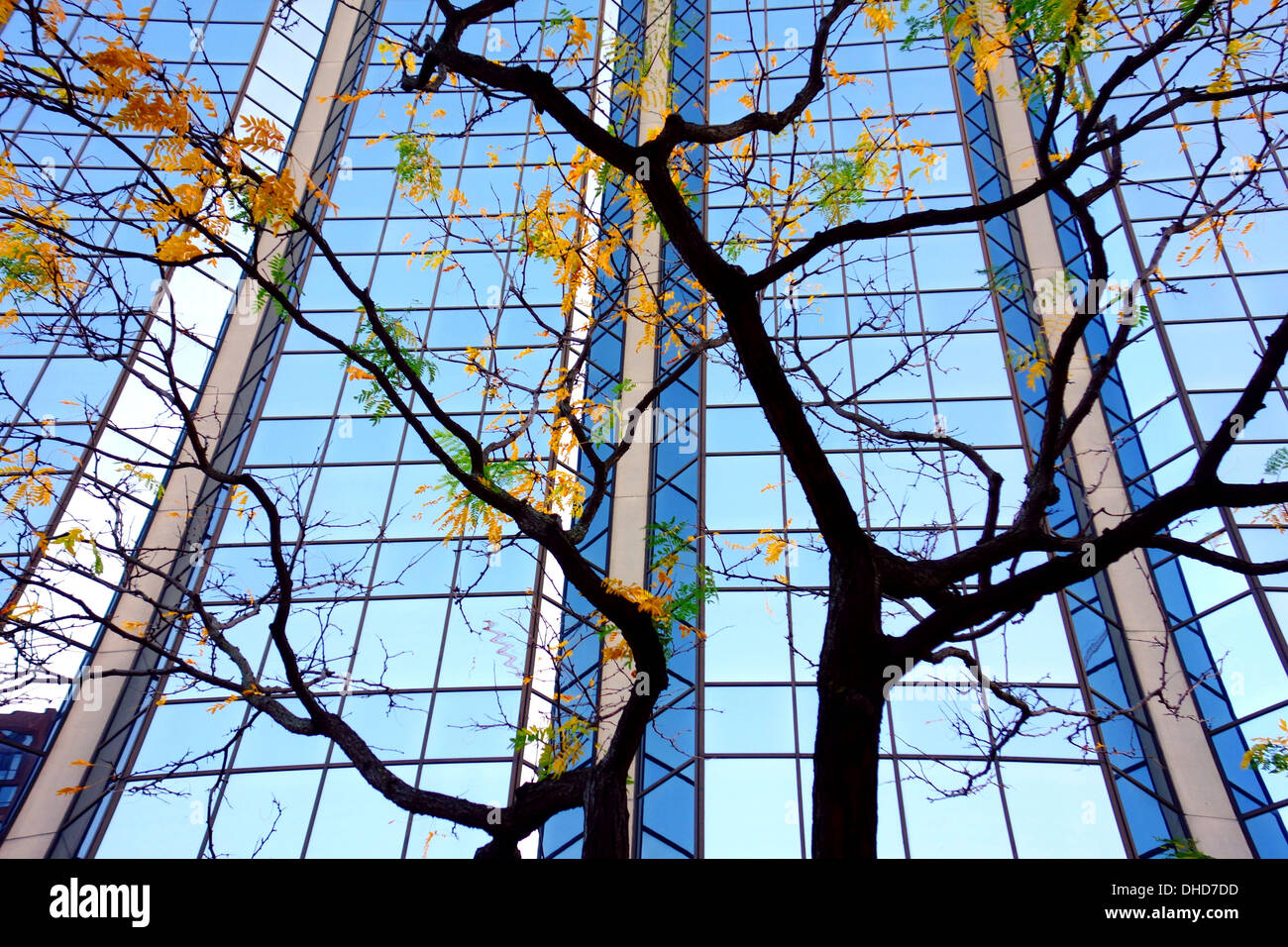 Glass building and fall trees in Toronto, Canada Stock Photo - Alamy