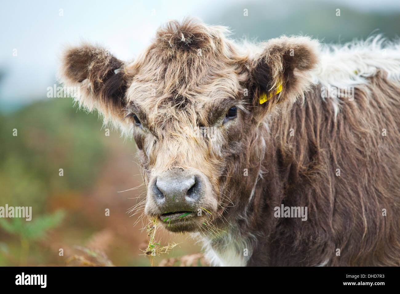 A fluffy bullock Stock Photo - Alamy