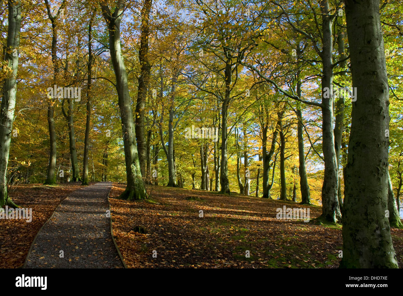 Footpath through wood hi-res stock photography and images - Alamy