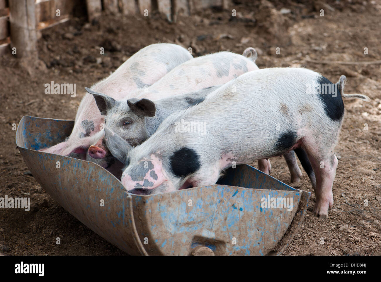 Four pigs farm hi-res stock photography and images - Alamy