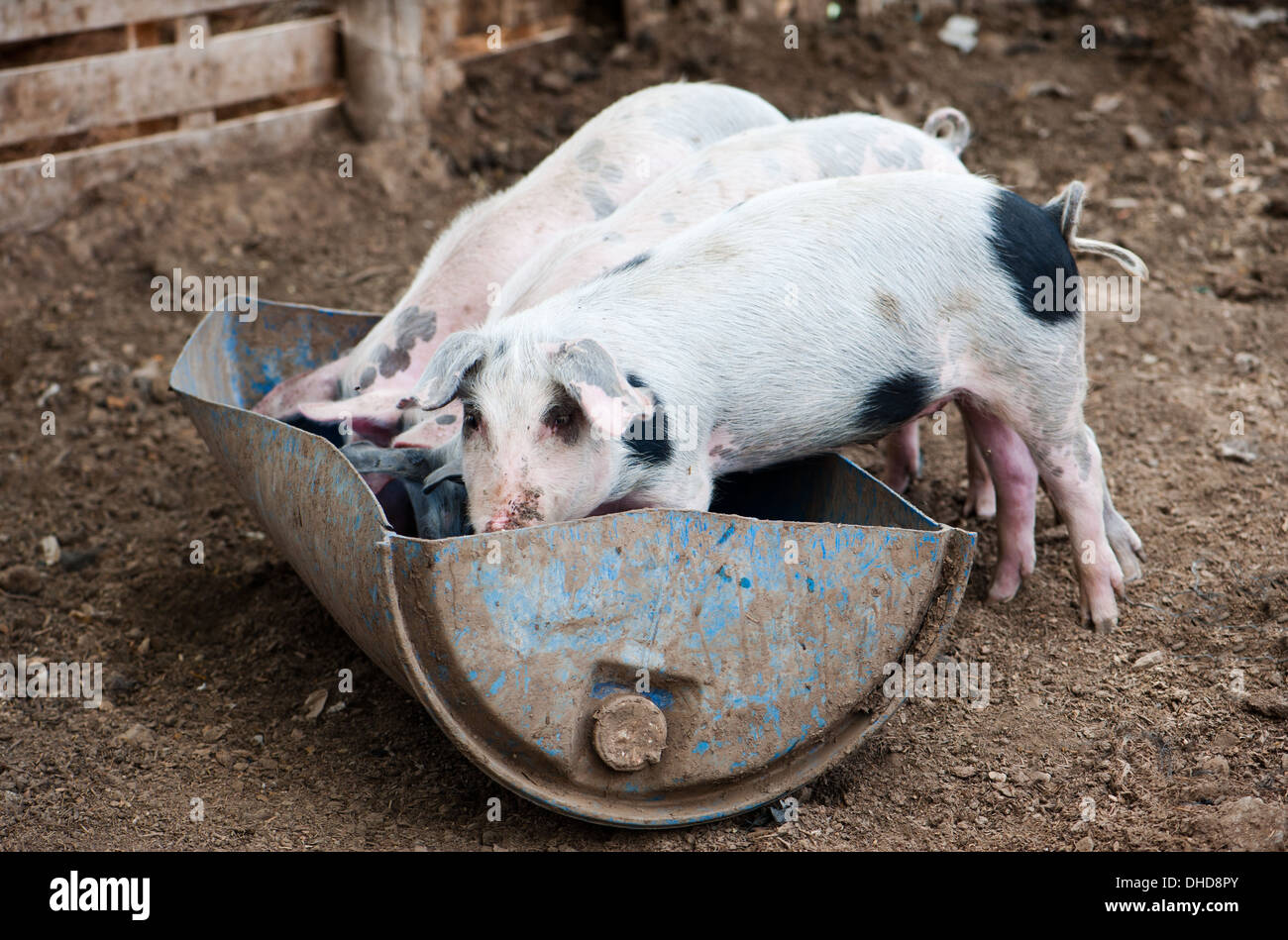 Four little pigs eat in the barn Stock Photo - Alamy