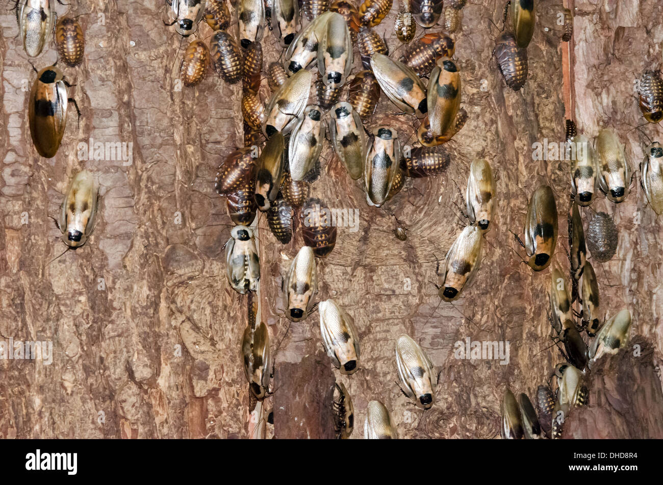 Cockroaches on tree bark Stock Photo - Alamy