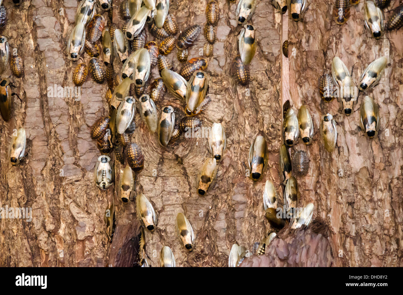 Cockroaches on tree bark Stock Photo - Alamy
