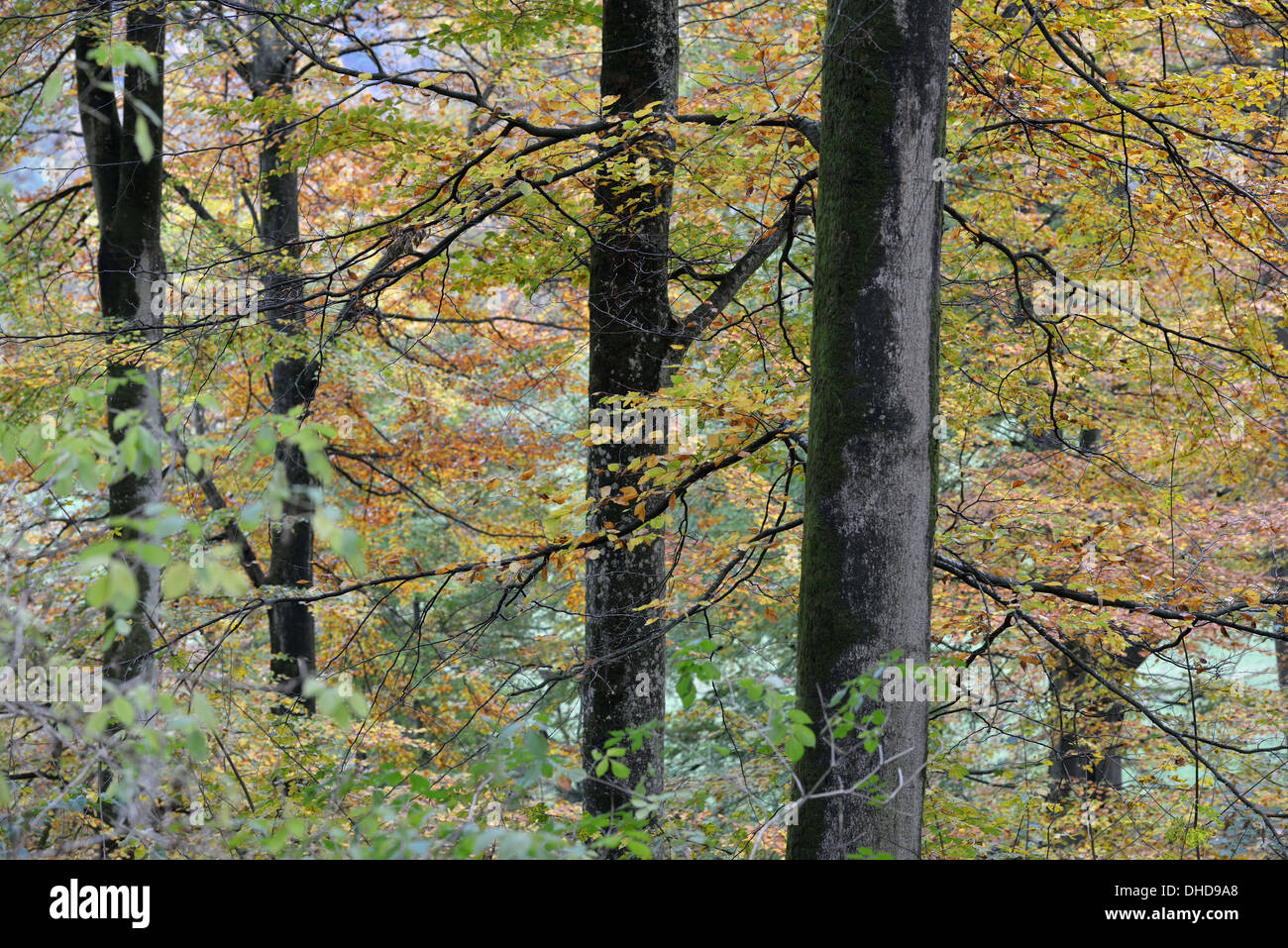 Old beech (Fagus sylvatica) forest in autumn Stock Photo - Alamy