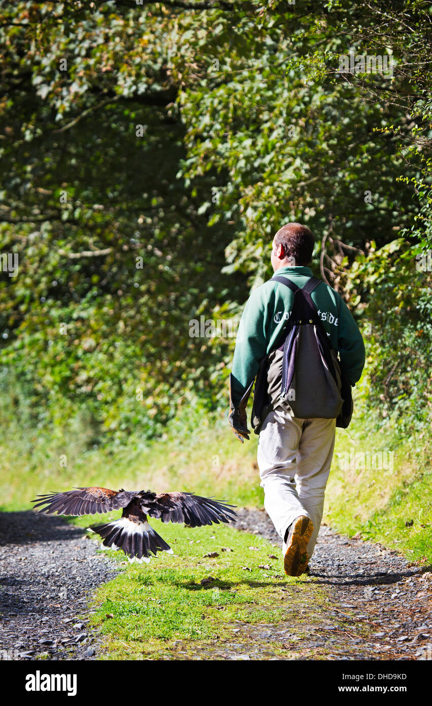 Harris hawk prey in flight hi-res stock photography and images - Alamy
