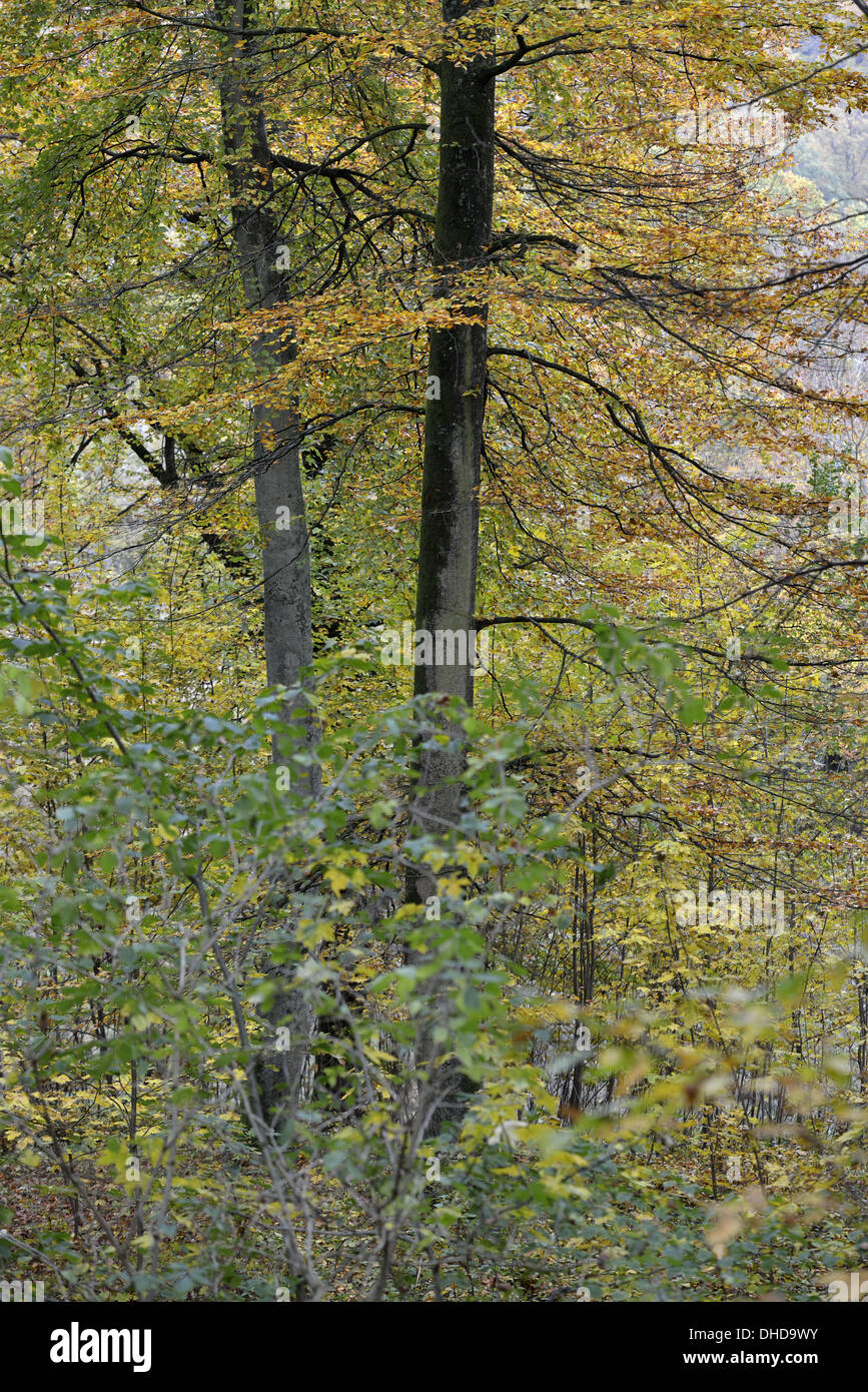 Old beech (Fagus sylvatica) forest in autumn Stock Photo - Alamy