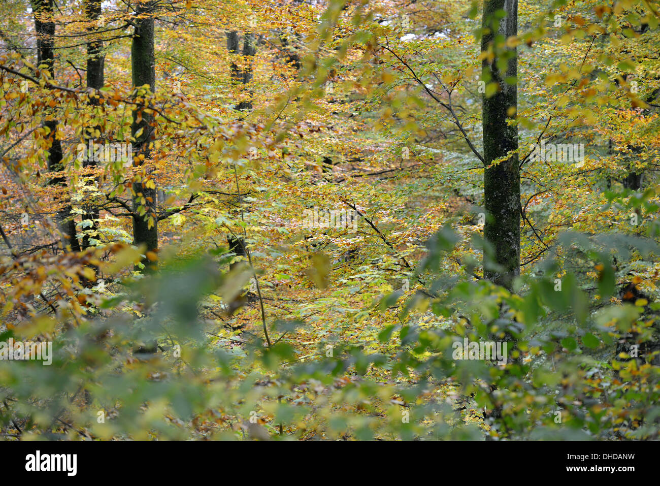 Old beech (Fagus sylvatica) forest in autumn colours Stock Photo - Alamy