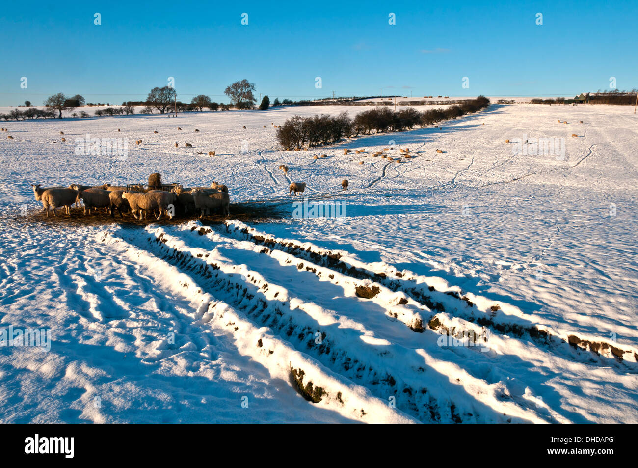 Sheep tracks hi-res stock photography and images - Alamy