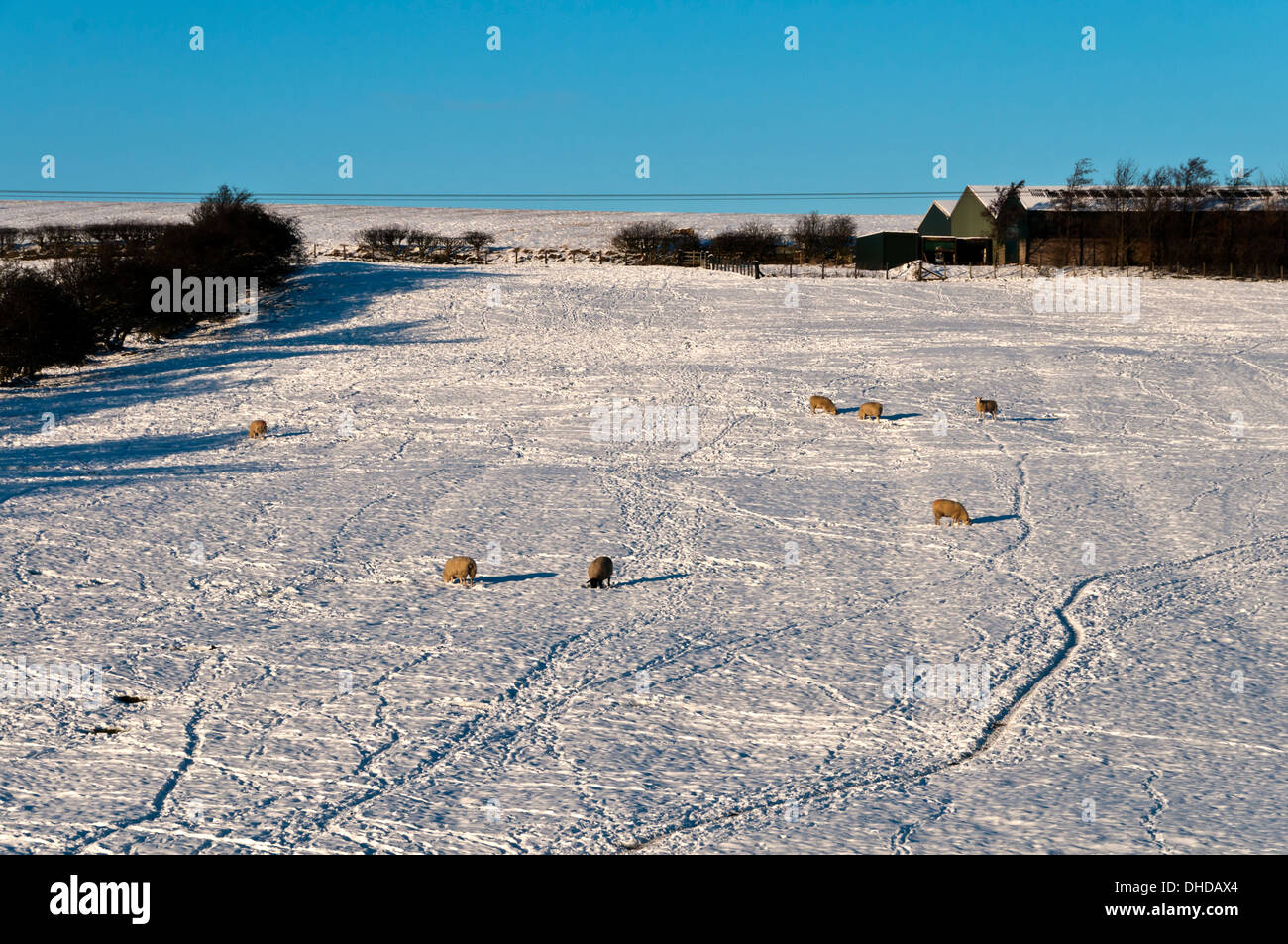 Sheep tracks hi-res stock photography and images - Alamy