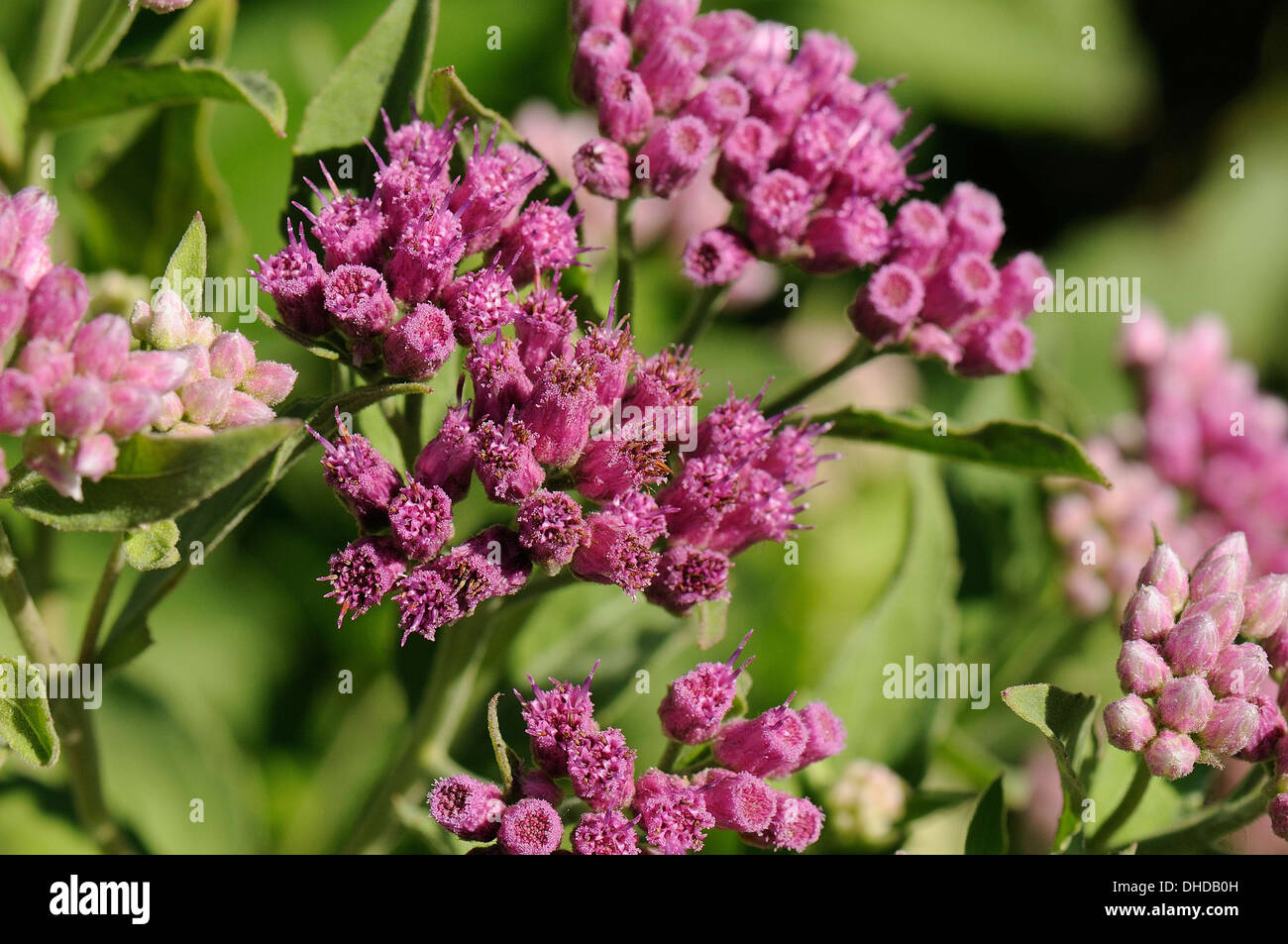 Marsh fleabane hi-res stock photography and images - Alamy