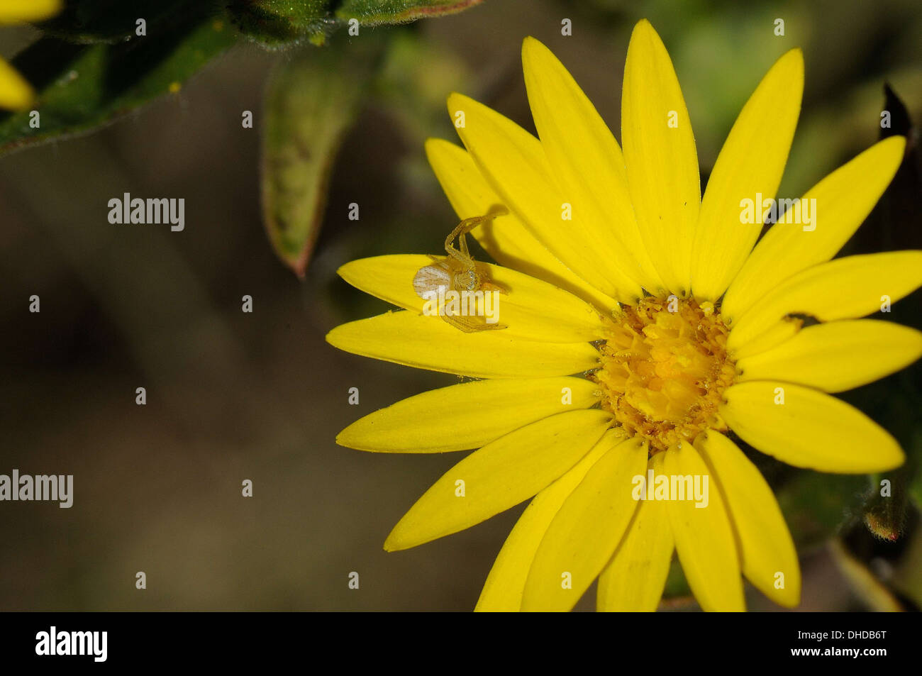 Xanthisma texanum hi-res stock photography and images - Alamy