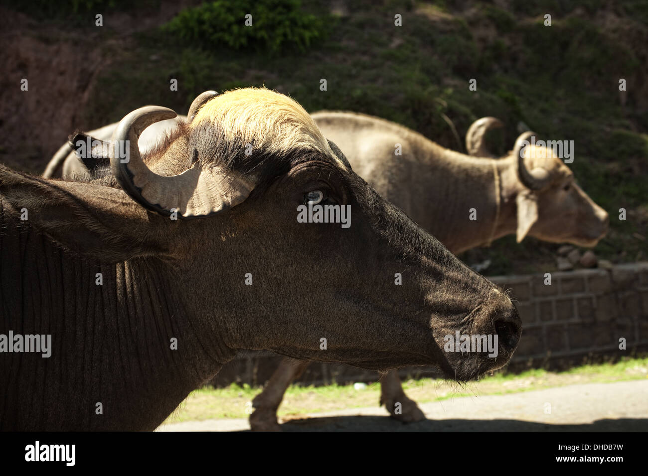 Ox head hi-res stock photography and images - Alamy