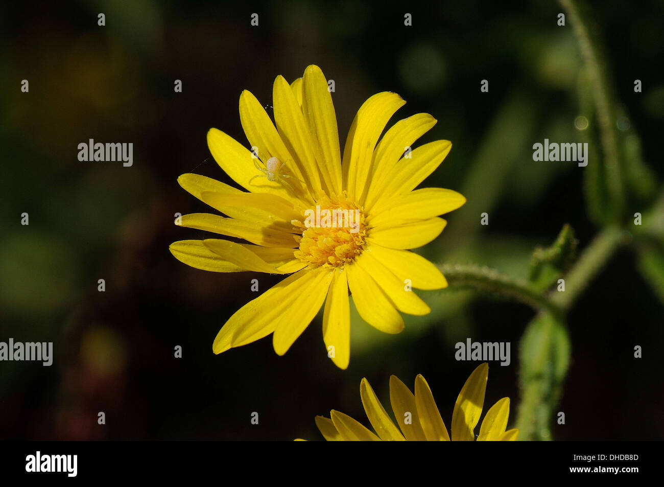 Sleepy Daisy (Xanthisma texanum) with a crab spider Stock Photo - Alamy