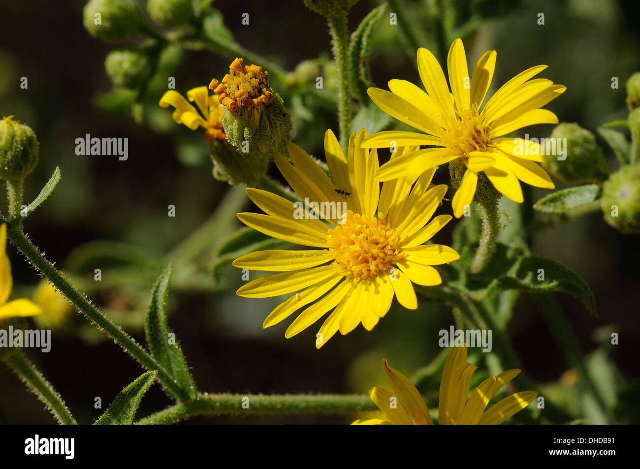 Sleepy Daisy (Xanthisma texanum Stock Photo - Alamy