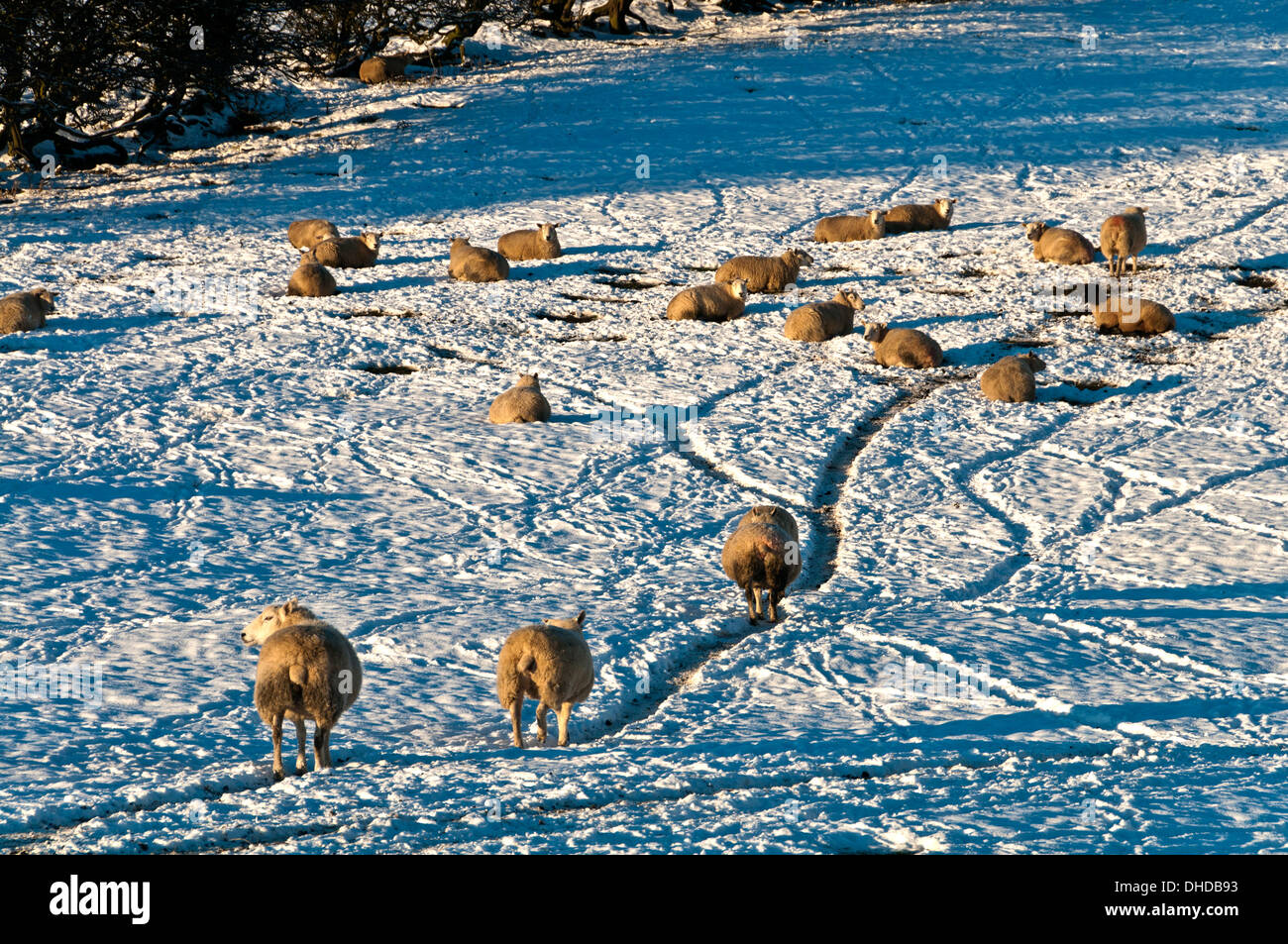 Sheep tracks hi-res stock photography and images - Alamy