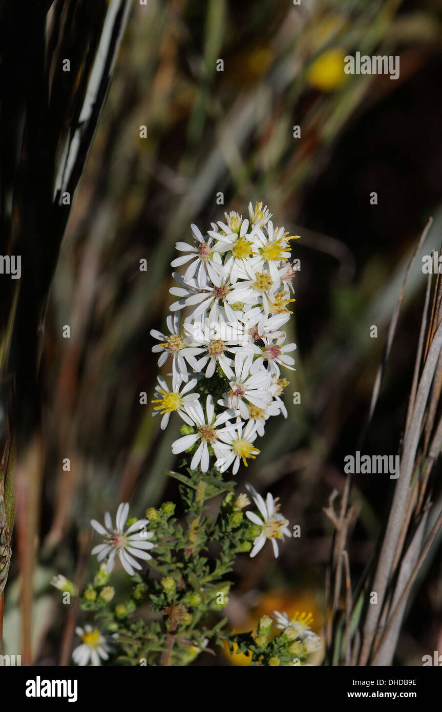 Heath aster, Symphyotrichum ericoides Stock Photo - Alamy