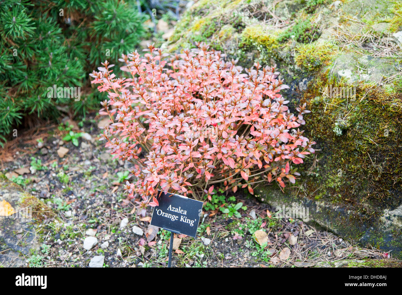 Orange azaleas hi-res stock photography and images - Alamy
