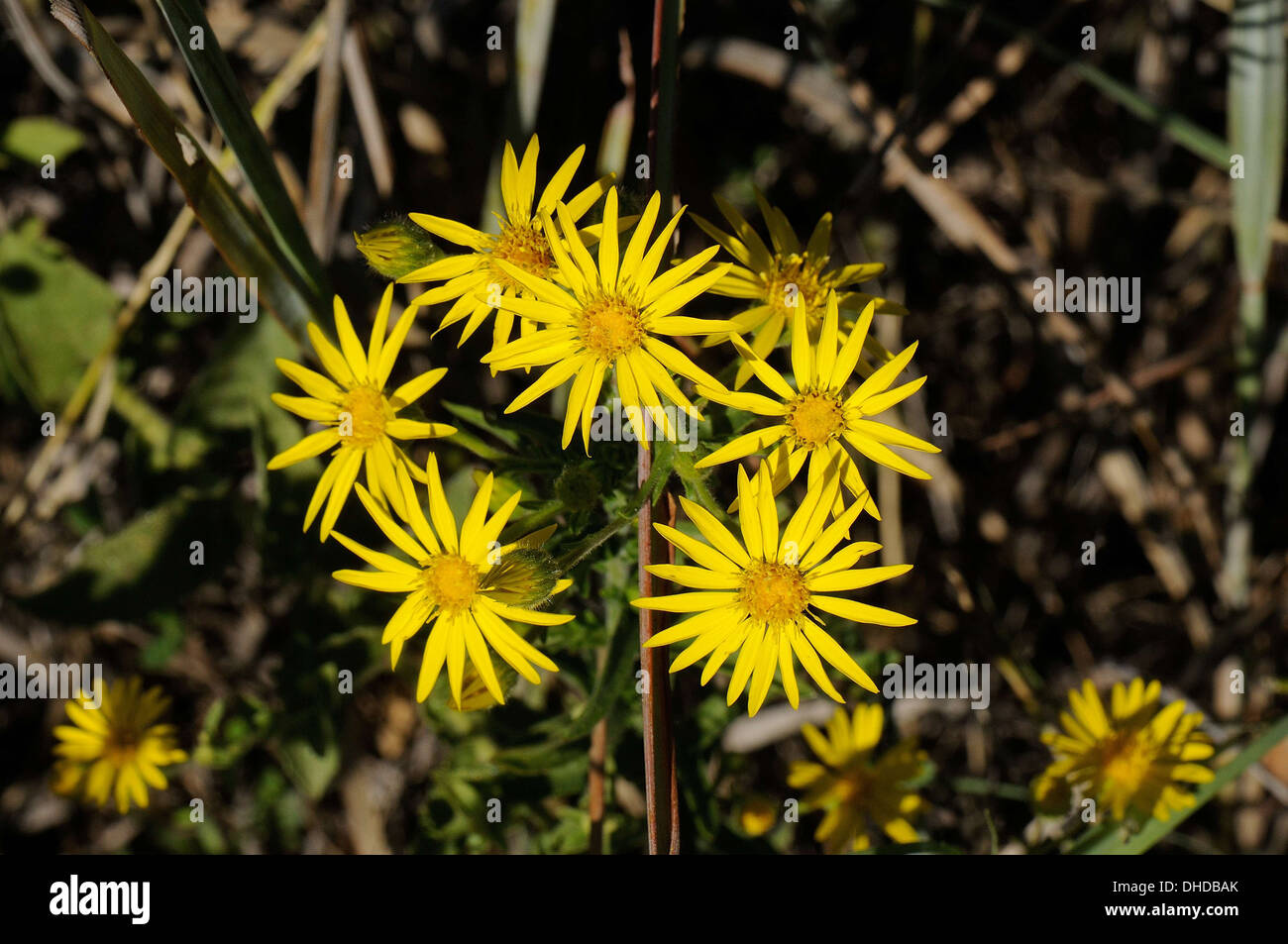 Sleepy daisy hi-res stock photography and images - Alamy