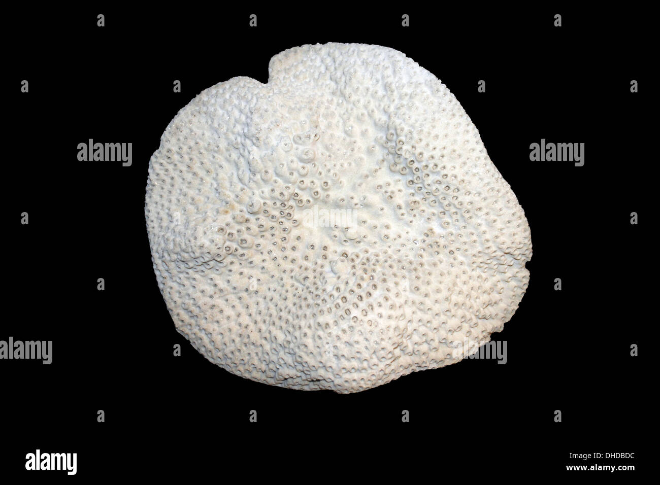 Dead coral skeleton hi-res stock photography and images - Alamy