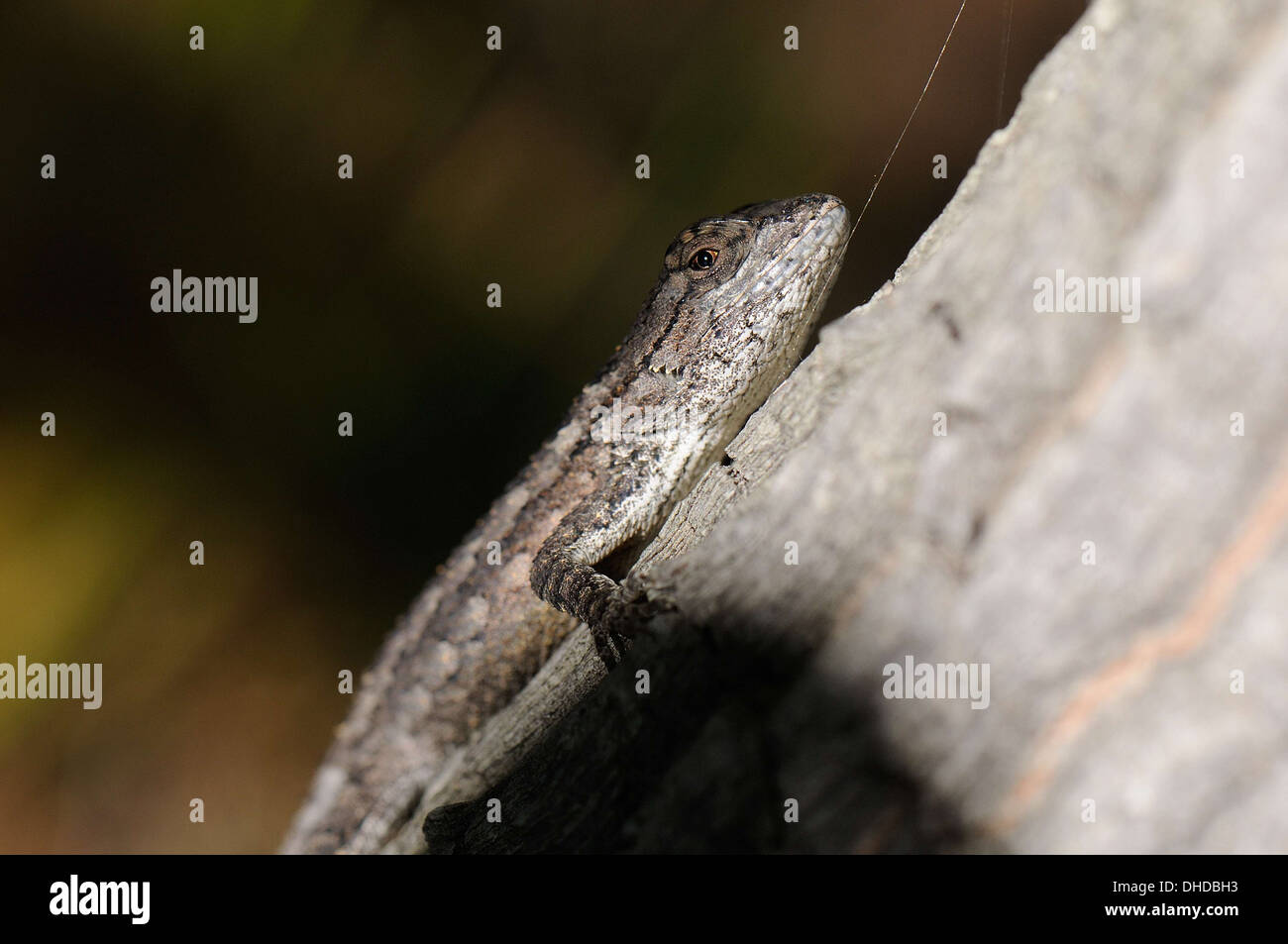 Spiny lizard hi-res stock photography and images - Alamy