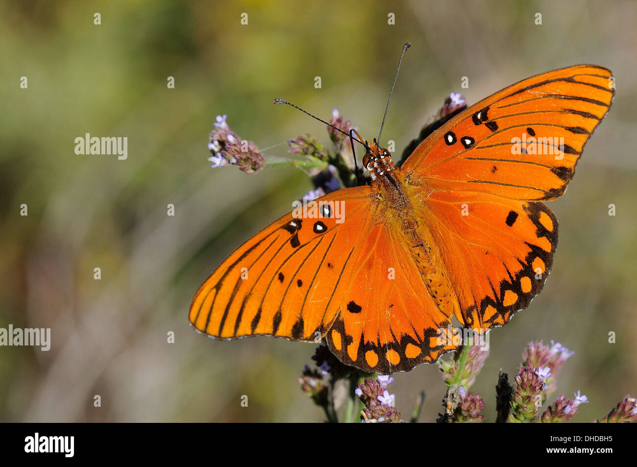 Fritillary gulf butterfly hi-res stock photography and images - Alamy