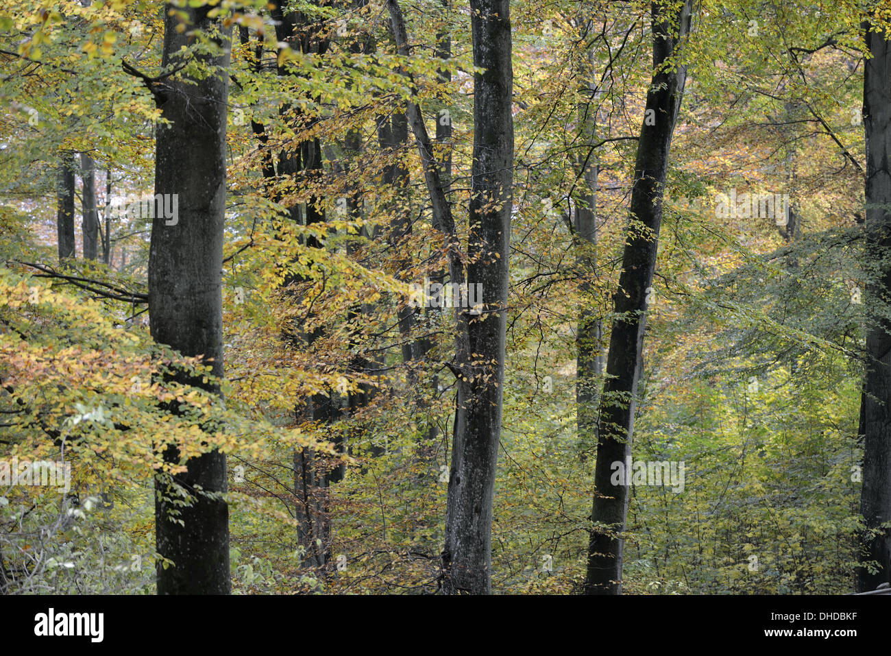 Old beech (Fagus sylvatica) forest in autumn colours Stock Photo - Alamy
