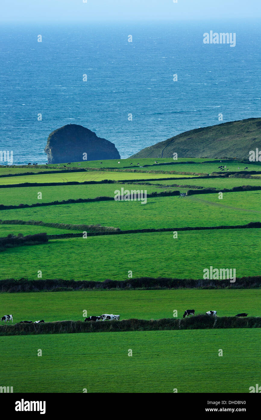 A Dairy farm on the Cornish coast with green fields with Friesian cows ...