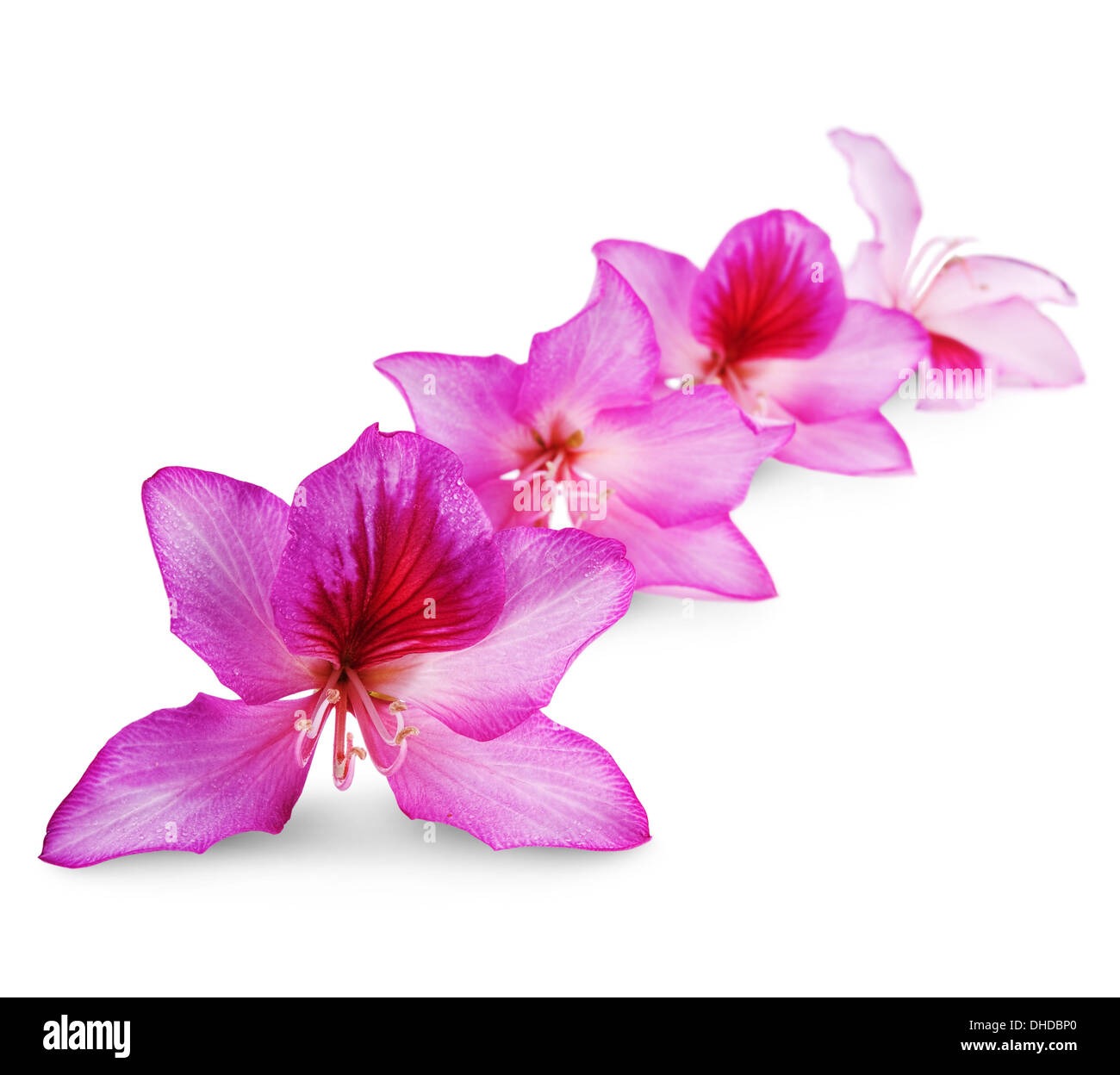 beautiful pink flowers Stock Photo - Alamy