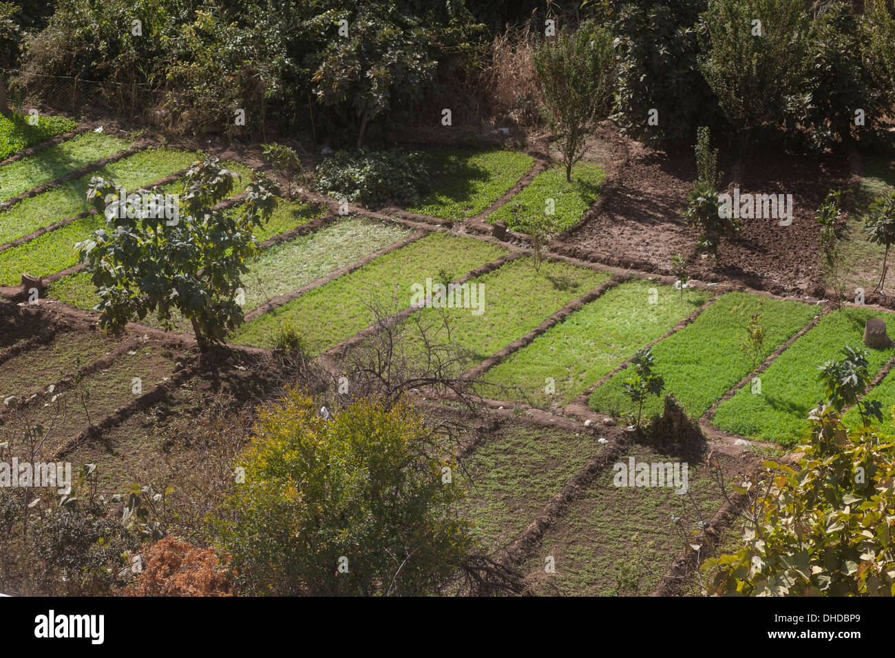 Vegetable Garden in Iraq with trees Stock Photo - Alamy