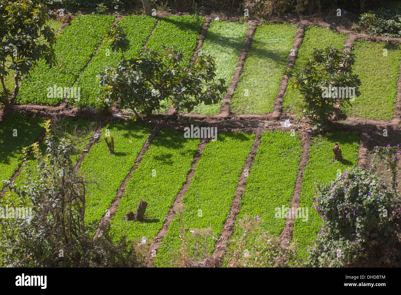 Vegetable Garden in Iraq with trees Stock Photo - Alamy
