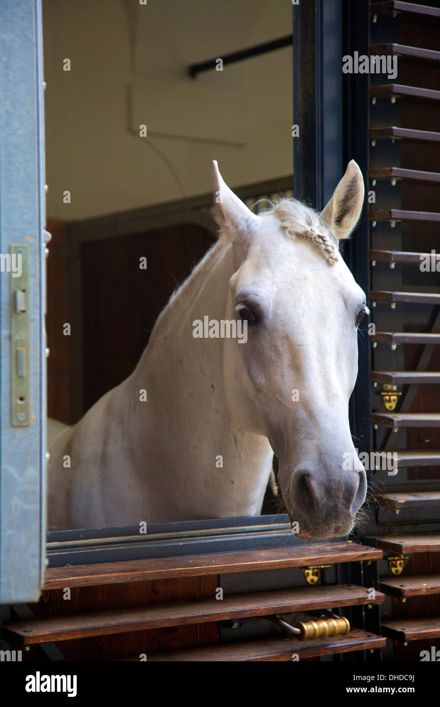 Spanish horse school hi-res stock photography and images - Alamy