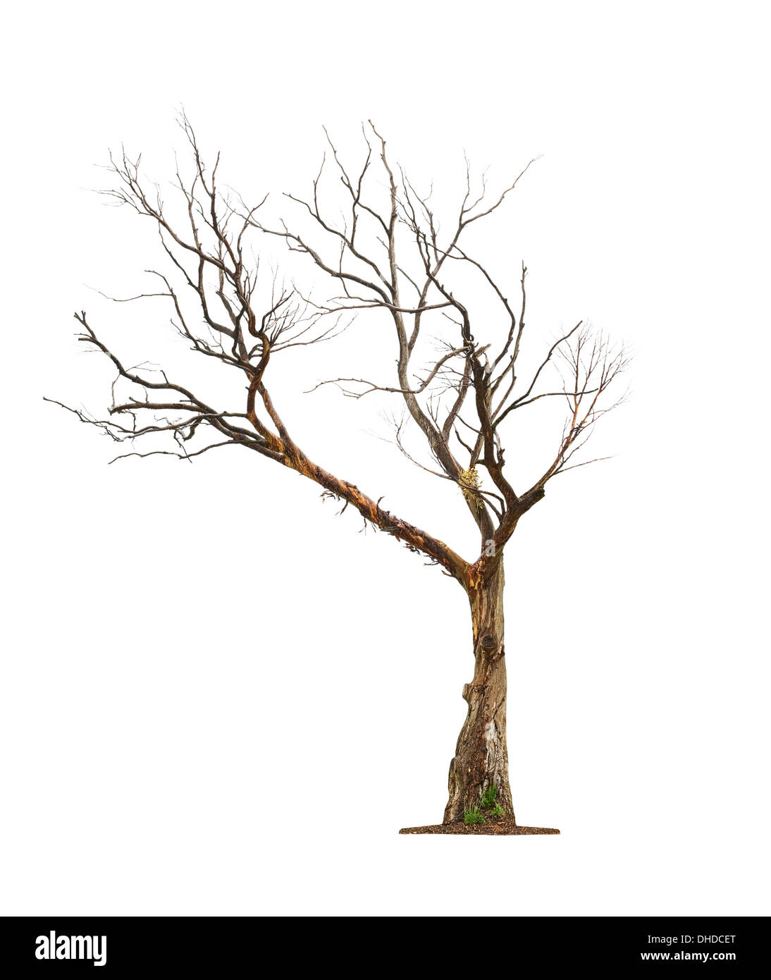 Tree on white background Stock Photo - Alamy