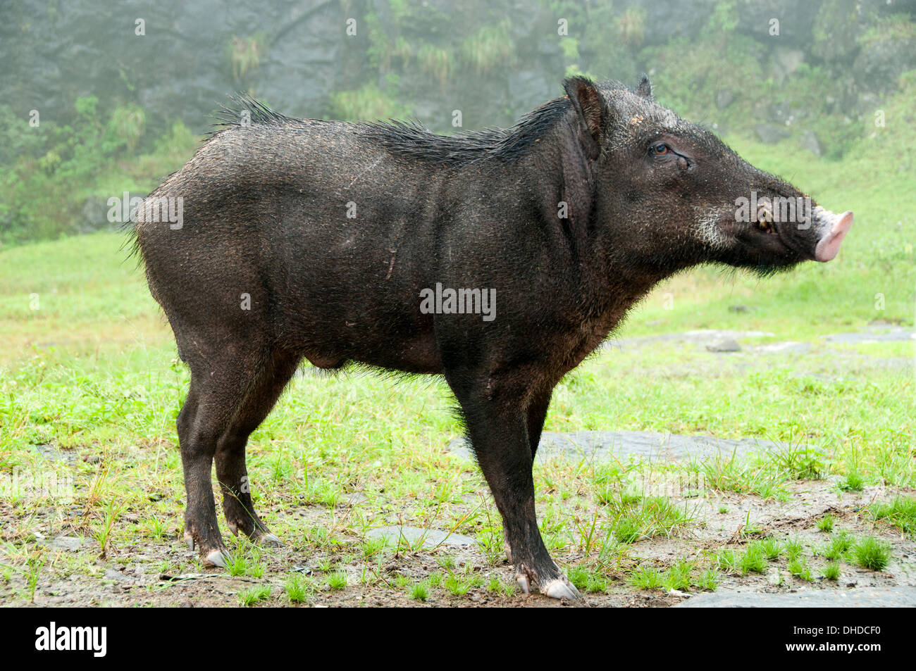 Indian Wild Boar Stock Photo - Alamy