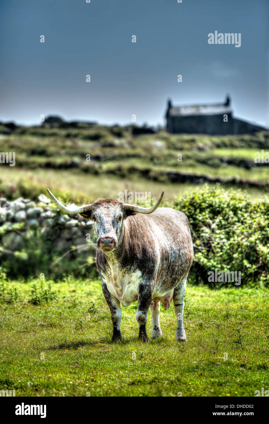 A Longhorn cow in a Cornish field Stock Photo - Alamy