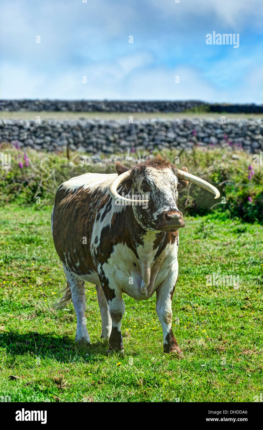 Cornish Cow High Resolution Stock Photography and Images - Alamy